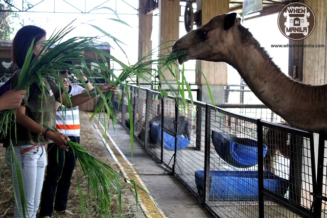 Zoocobia Fun Zoo: Not Your Ordinary Zoo - When In Manila