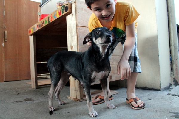 Happy Animals Club: 9 Year Old Boy Creates Animal Shelter Project and ...