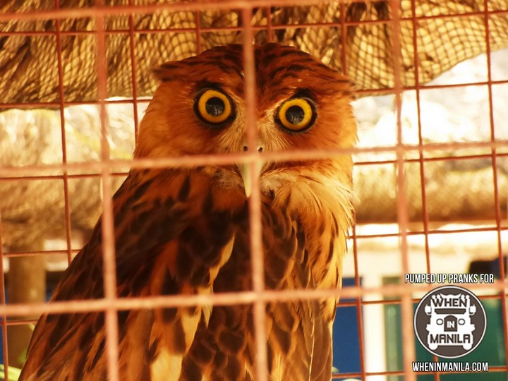 PUGAD Pugo Adventure La Union: The Most Adrenaline Pumping Resort in ...