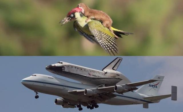LOOK: This Wood Pecker-riding Weasel Is Now Internet Famous! - When In ...