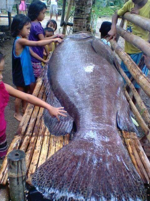 GIANT Fish Washed Ashore in the Philippines: Mouth Big Enough to Fit ...