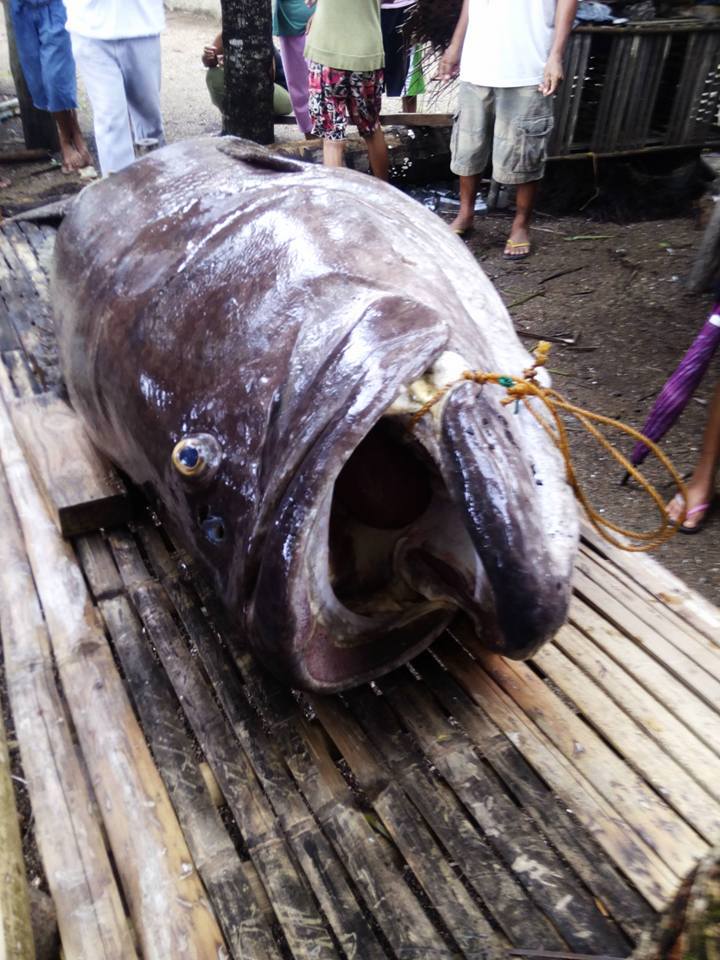 GIANT Fish Washed Ashore in the Philippines: Mouth Big Enough to Fit ...