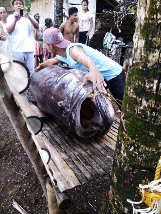 GIANT Fish Washed Ashore in the Philippines: Mouth Big Enough to Fit ...