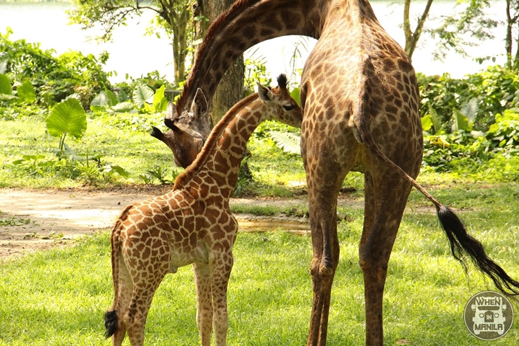 Tallest Baby Giraffe Spotted in Singapore Zoo! | When In Manila