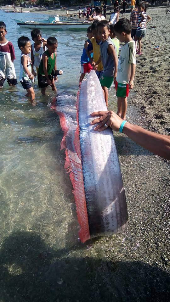 IN PHOTOS: Big Oarfish Found Dead in Albay - When In Manila