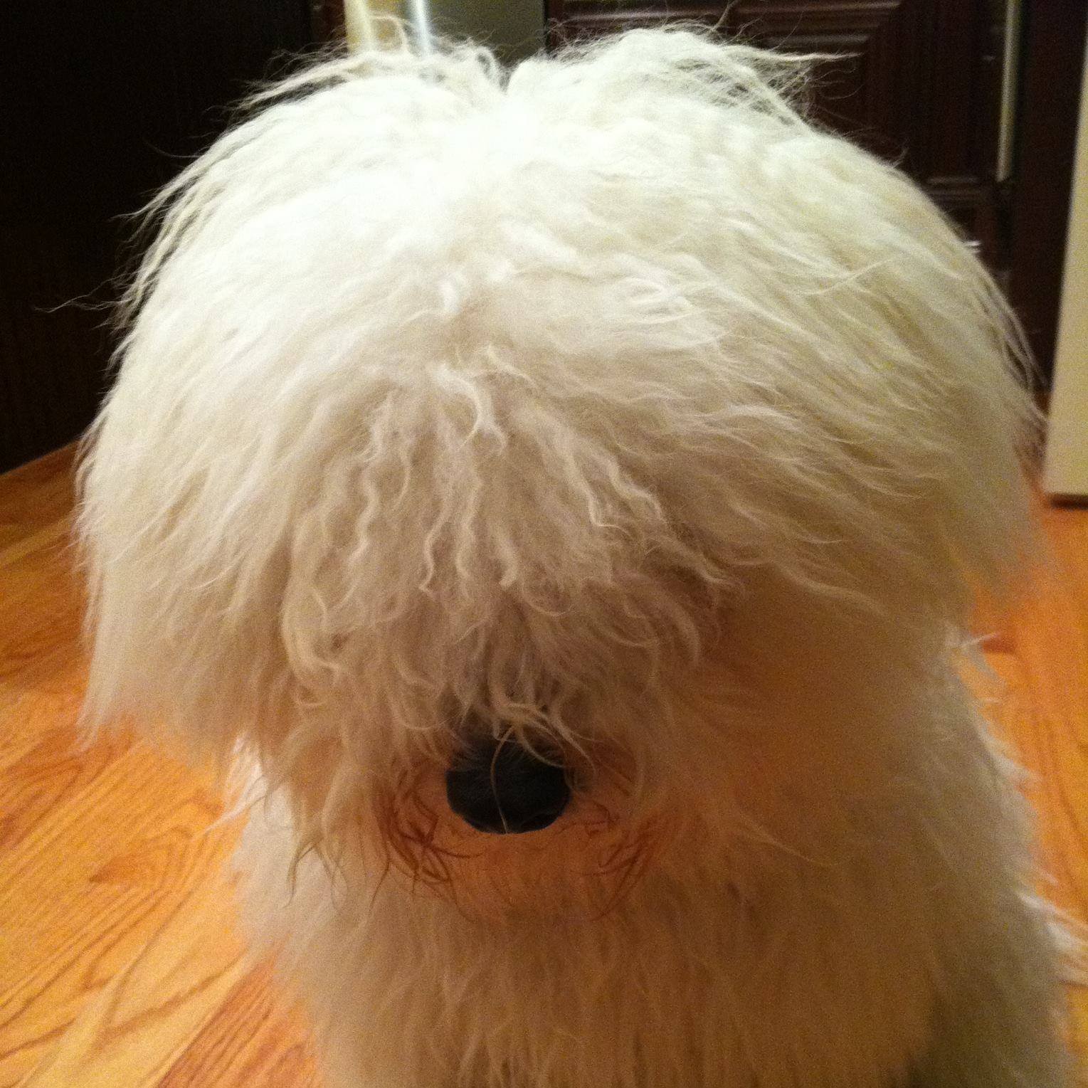 CUTE!! Mark Zuckerberg Shares Photos of his Dog Blending in with his ... CUTE!! Mark Zuckerberg Shares Photos of his Dog Blending in with his ...