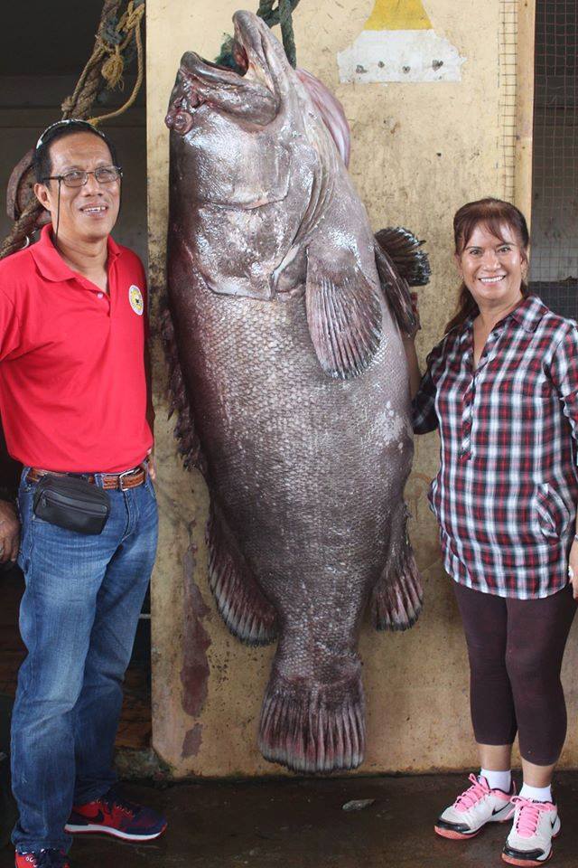 LOOK: Seven-Foot Fish Caught in Negros Occidental - When In Manila