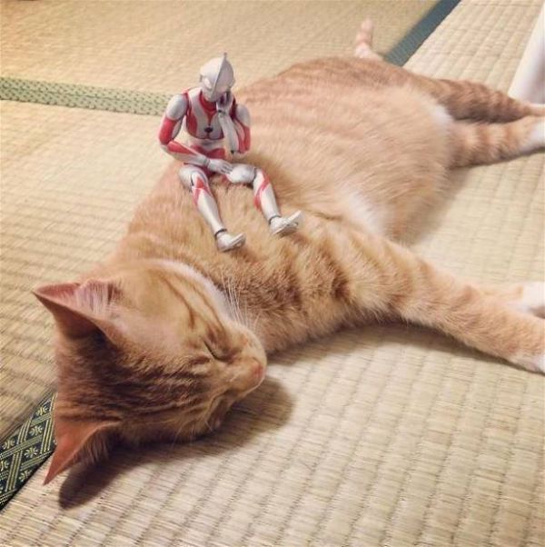 LOOK: Photos of Ultraman and a Kitten as Best Friends Will Melt Your ...