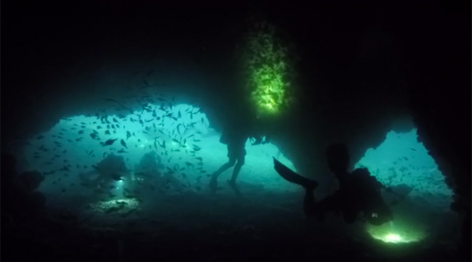 WATCH: A Closer Look at the Magnificent Sea Creatures When Diving in ...