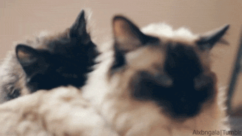Two Cats Kissing