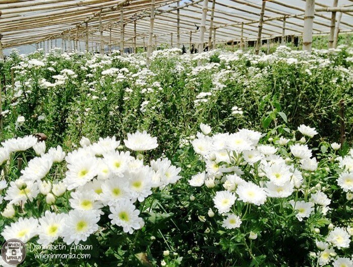 Sunflower Farm In Baguio City | Best Flower Site