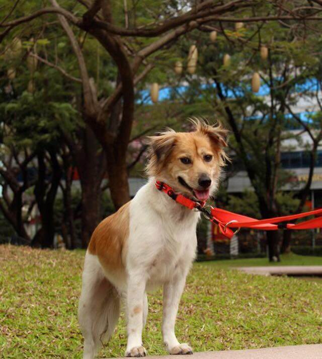LOOK: This Scared, Mangy Pup Undergoes Remarkable Transformation into a ...