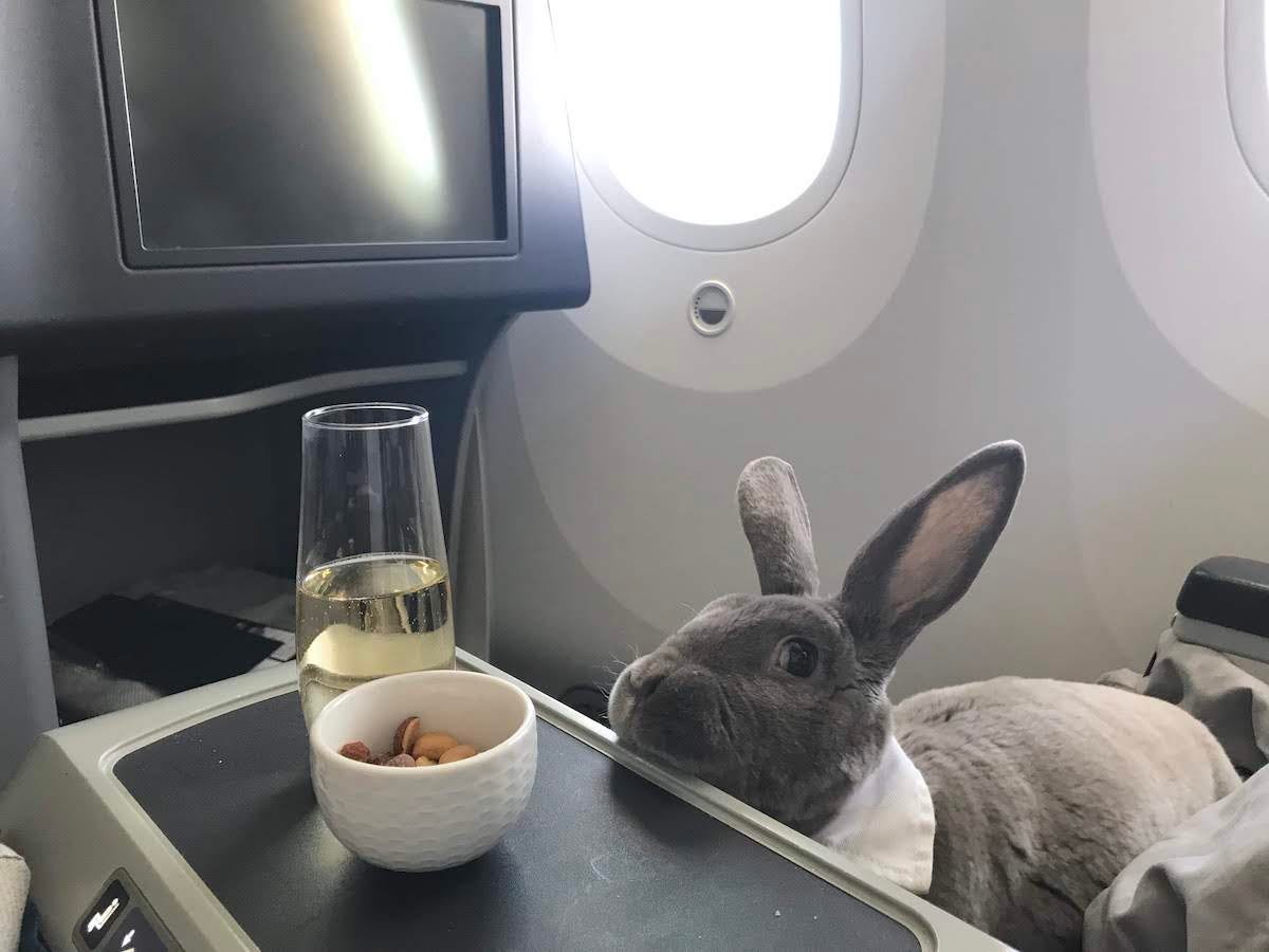 Pet rabbit rides the plane like a boss, flies in business class - When ...