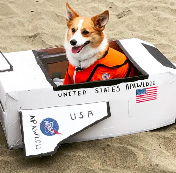 WATCH: 1,000+ corgis gather on the beach and it's just cuteness ...