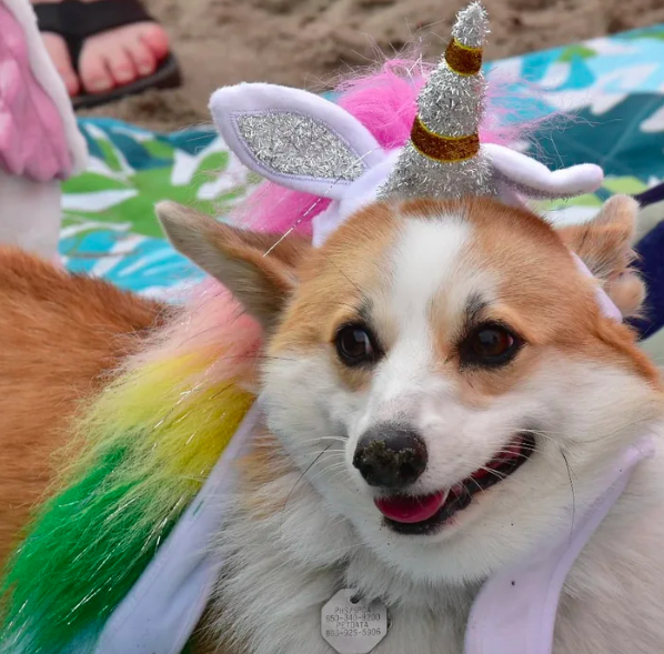 WATCH: 1,000+ corgis gather on the beach and it's just cuteness ...