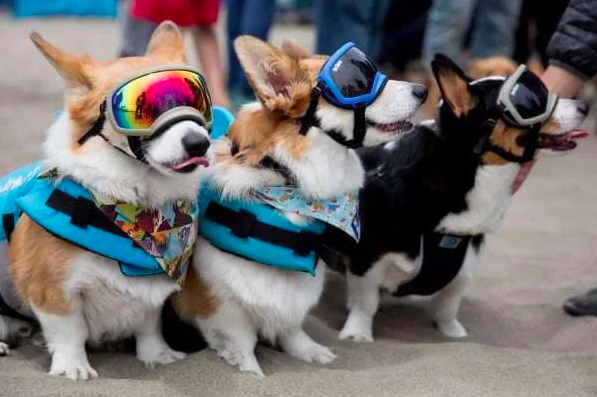 WATCH: 1,000+ corgis gather on the beach and it's just cuteness ...