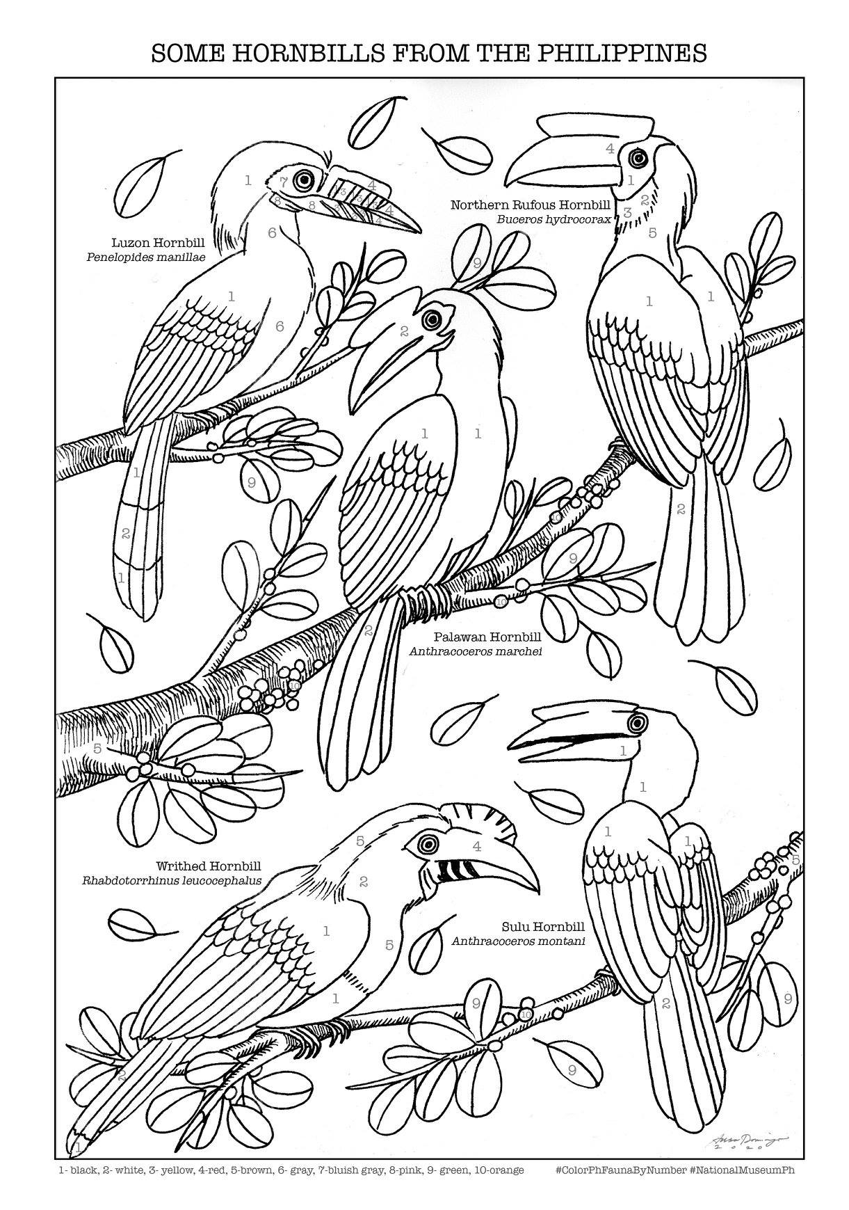 Explore Our Biodiversity with Coloring Sheets by the National Museum ...