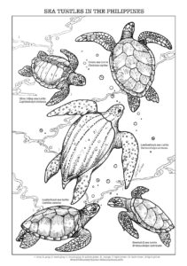 Explore Our Biodiversity with Coloring Sheets by the National Museum ...