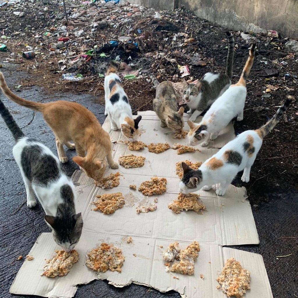 LOOK: This Advocacy Group Needs Your Help to Feed the Strays Amid ...