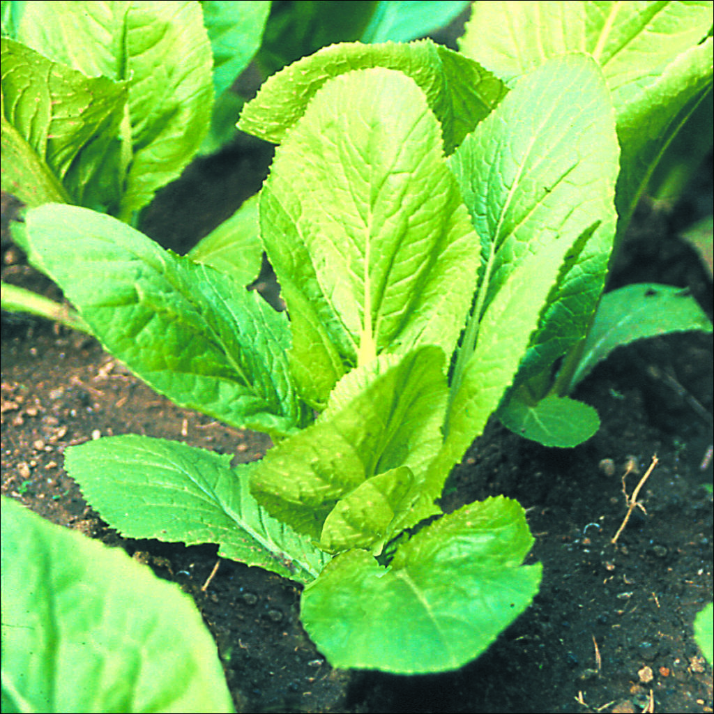 Starting a garden? Here’s a list of healthy and easy to grow veggies at ...